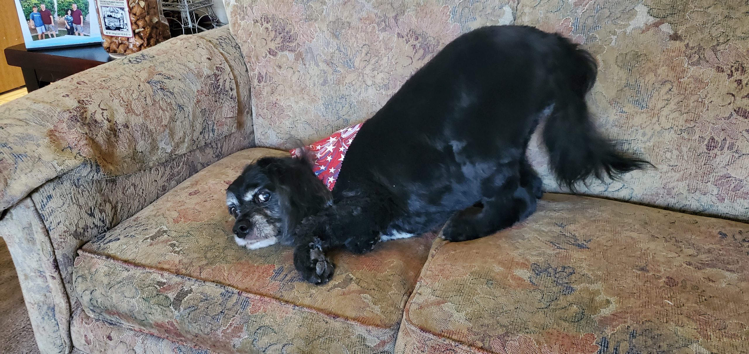 Sasha - West Coast Pet Memorial Services | Pet Cremation | California ...