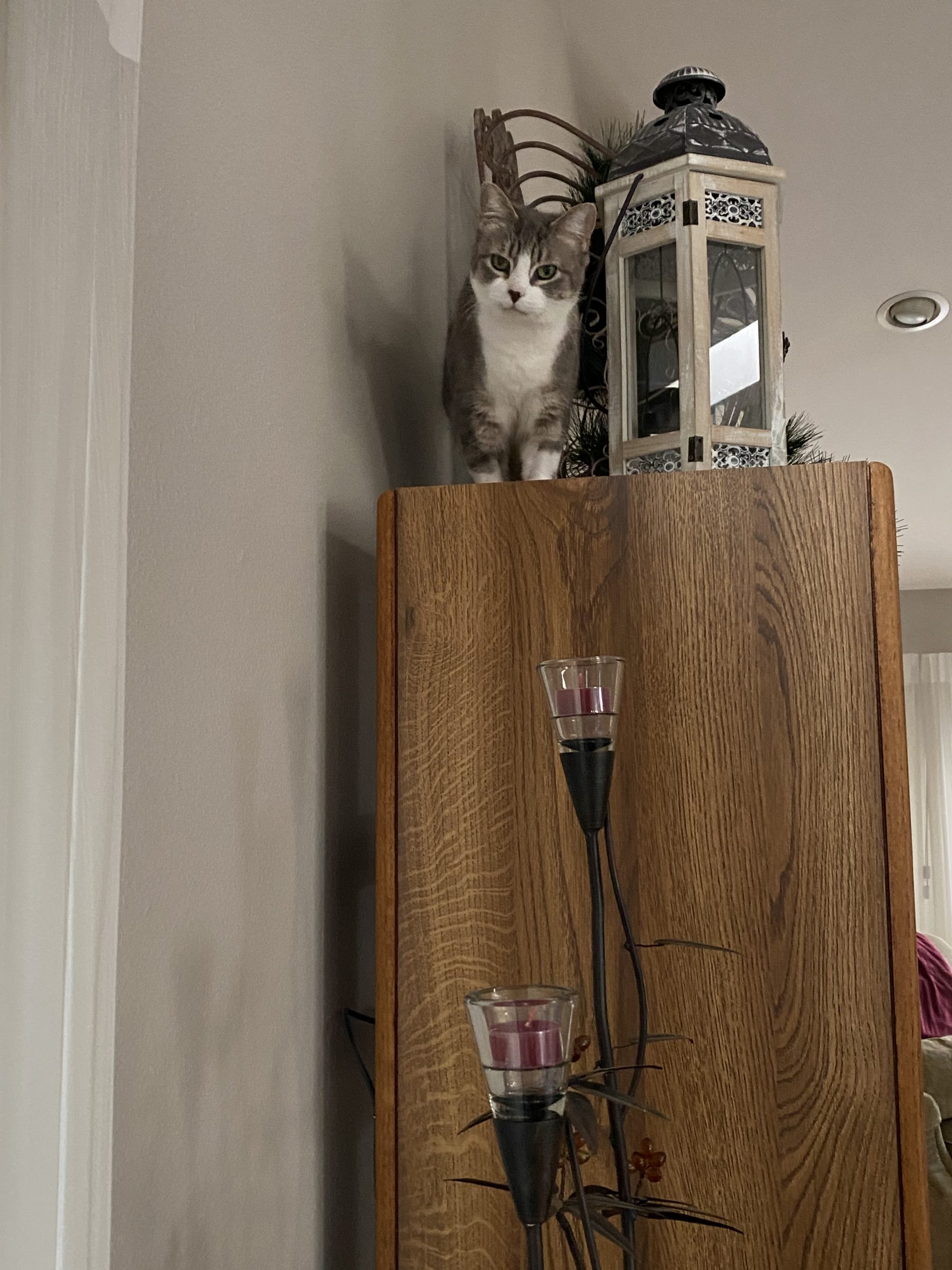 Mitzi - West Coast Pet Memorial Services | Pet Cremation | California ...