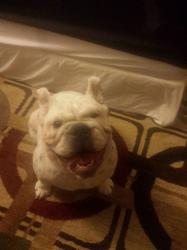 Lily Cullen - West Coast Pet Memorial Services | Pet Cremation ...