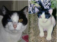 Mewsette, Princess of Bunny - West Coast Pet Memorial Services | Pet ...