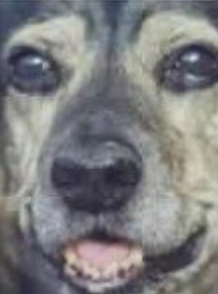 Hannah Dog - West Coast Pet Memorial Services | Pet Cremation ...