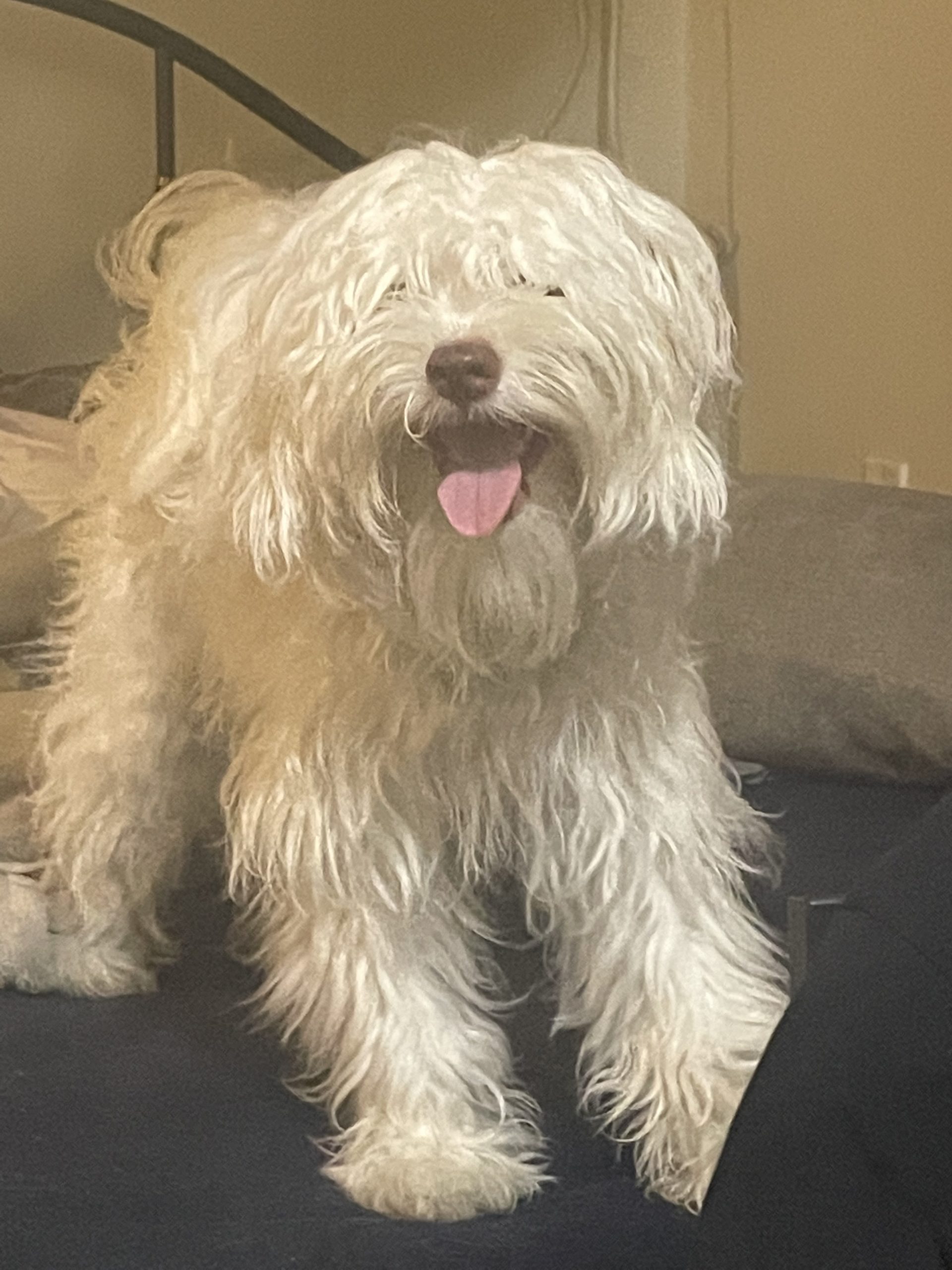 Milo - West Coast Pet Memorial Services | Pet Cremation | California ...