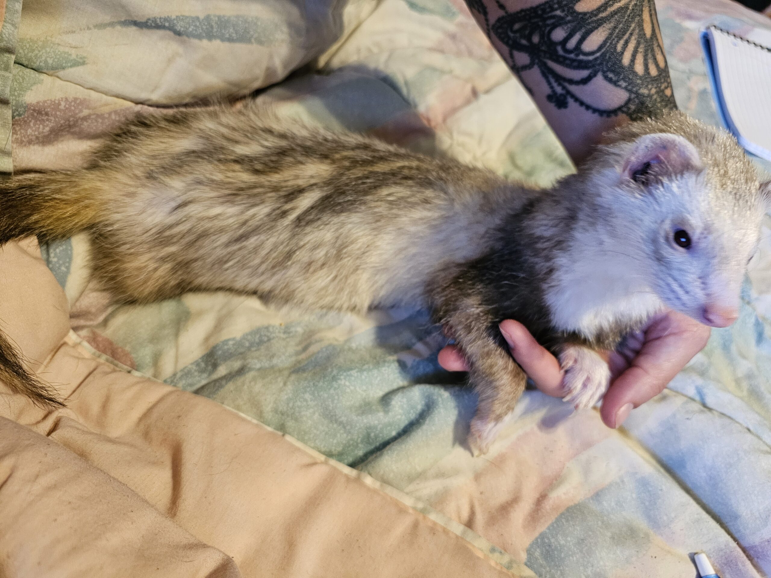 Jasper Casper - West Coast Pet Memorial Services | Pet Cremation ...